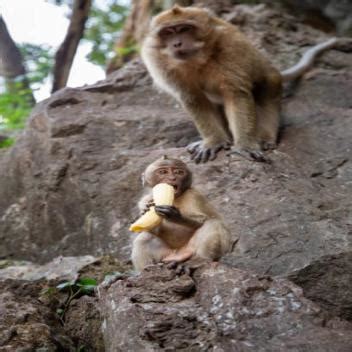 Monkey Person Detection Object Detection Dataset And Pre Trained Model By Ishwor Subedi
