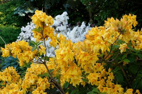 Flores Amarillas Del Rododendro De La Azalea En La Plena Floración Foto de archivo Imagen de
