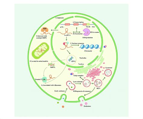 Biogenesis And Cellular Routes Of Lncrnas A The Transcription Of Download Scientific