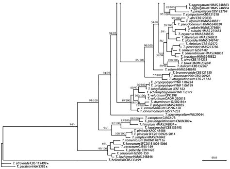 Three New Trichoderma Species In Harzianum Clade Associated With The