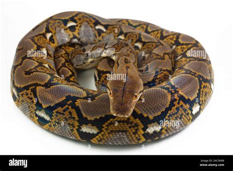 Reticulated Python Python Reticulatus Isolated On White Background