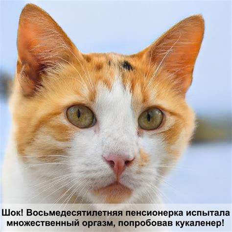 красивые ошейники для кошек — Postimages