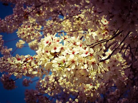 Bunga Sakura Ceri Hias Pohon Foto Gratis Di Pixabay Pixabay