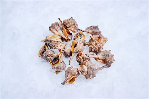 Processing And Sales Spiny Dye Murex Ancona Copemo