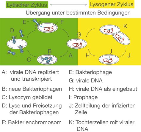 Viren Genetik Bio Digitales Schulbuch Skripte Schullvde