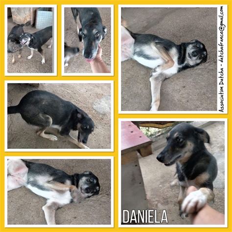 Adoption de Daniela Moyen chien chien croisé moyen région Île de France