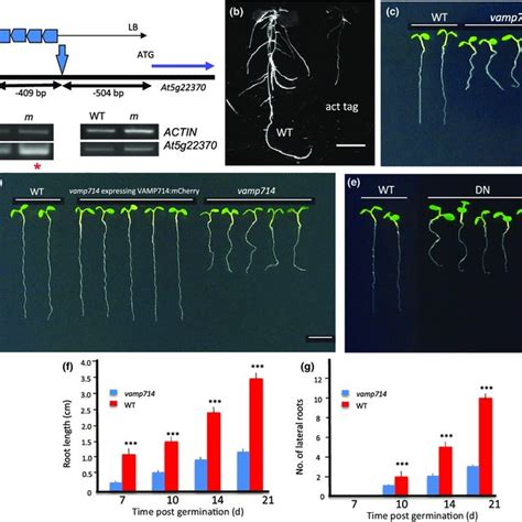The Arabidopsis Vamp714 Gene Is Required For Correct Shoot
