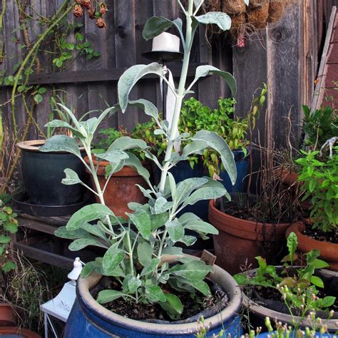 Salvia Blanca Salvia Apiana Semillas