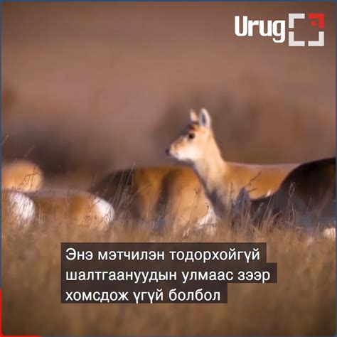 📌ЗЭЭРИЙН НҮҮДЭЛ ХЯЗГААРЛАГДАЖ БУЙ НЬ ТЭДНИЙ ХОРОГДОХ ШАЛТГААН БОЛЖ
