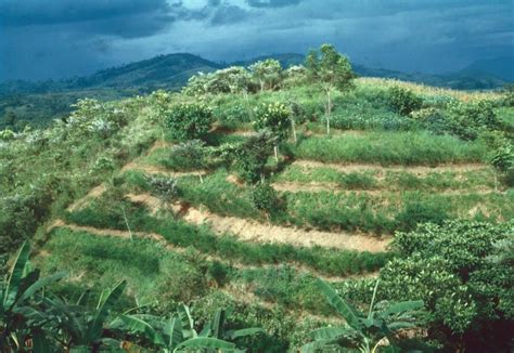 Turning Barren Land Into Productive Farm Edge Davao