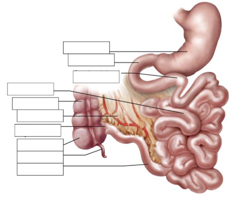 Digestive System Diagram Quizlet