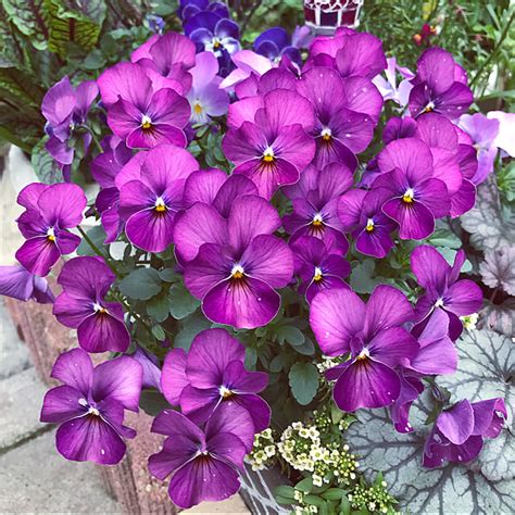 紫のビオラ花のある暮らしお花大好き♡いいねありがとうございます ️見て頂き感謝です♪などのインテリア実例 2020 03