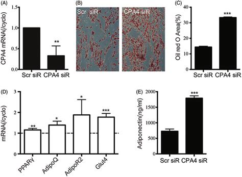 Cpa4 Knockdown Results In Increased Differentiation Of Human Pas Sgbs