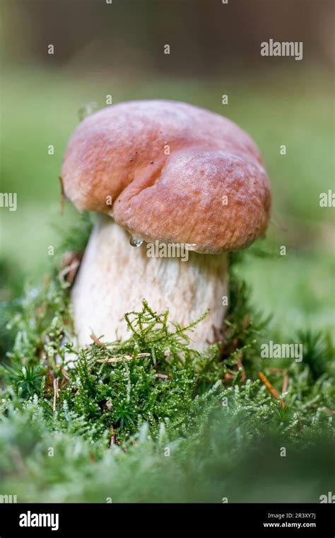 Boletus Edulis Known As Penny Bun Cep Porcino Porcini Edible