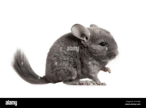 Cute Little Two Month Old Grey Chinchilla Isolated On A White
