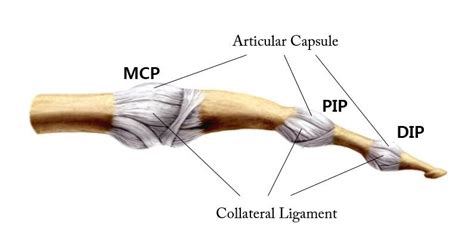 Anatomy Of Finger Joints