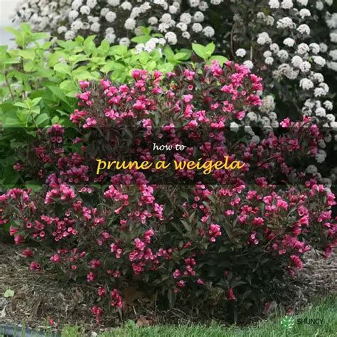 Unlock The Beauty Of Your Weigela A Step By Step Guide To Pruning Shuncy