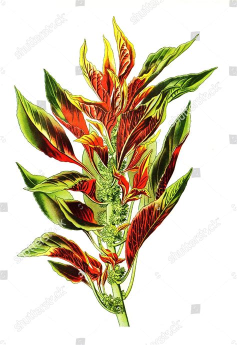 Tricolour Variegated Amaranth Amaranthus Edible Amaranth Editorial