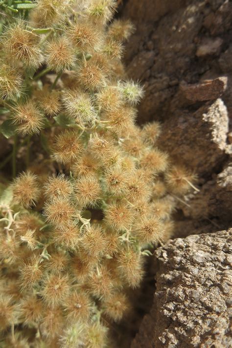 Plantsnap Identify Plants Trees Mushrooms With An App