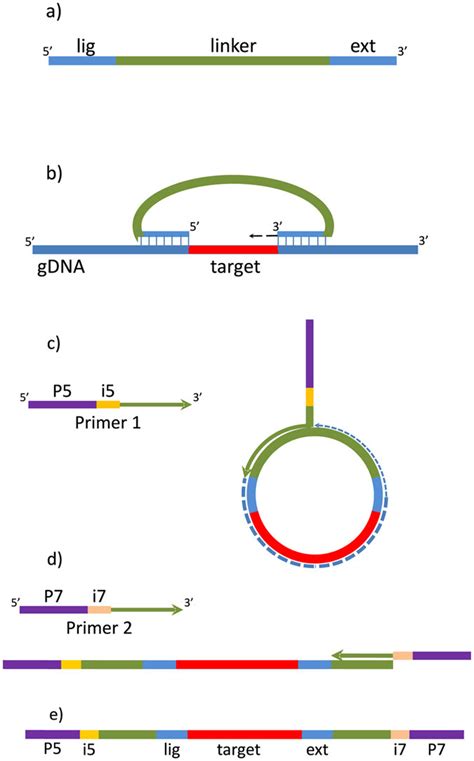 Molecular Inversion Probes Phylogenomics Without The Excess