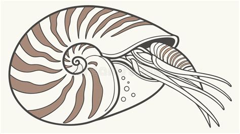 Nautilus Shell Nature And Fibonacci Sequence Illustration Vector