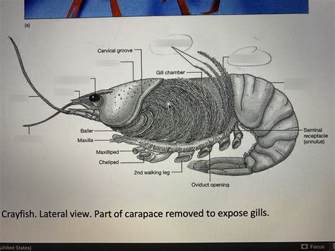 Arthropoda Figure 5 Diagram Quizlet