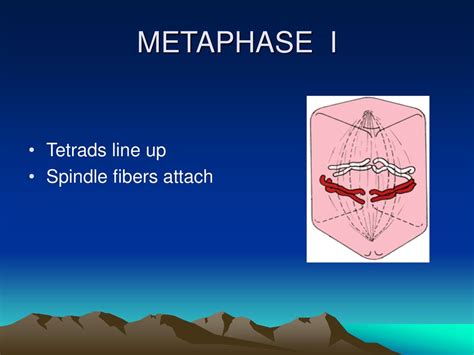 Meiosis A Special Type Of Cell Division Ppt Download
