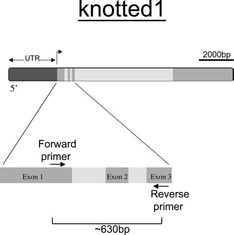 Knotted1 Gene Showing Intron Exon Structure And Region Of Gene Download Scientific Diagram