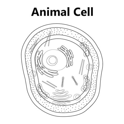 Premium Vector Illustration Of The Plant Cell Anatomy Structure Vector Infographic With