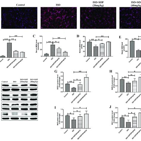 Ab A Dhe Staining Assay Was Conducted To Evaluate Pathological