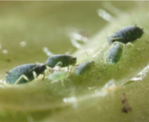 Rầy Mềm Hại Thanh Long Nguyên Nhân Dấu Hiệu Cách Phòng Trừ