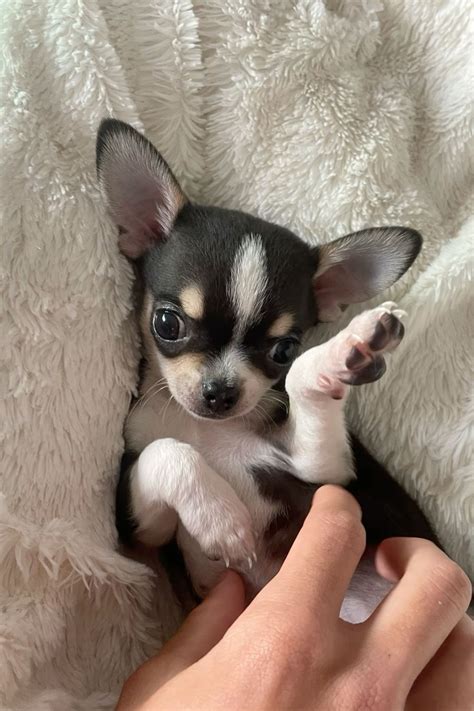 Teacup Chihuahua Puppies Everything You Need To Know Artofit