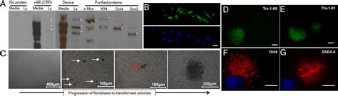 Figure 6 From A Vector Free Microfluidic Platform For Intracellular