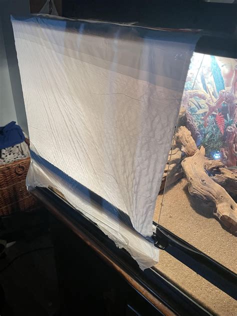 My little guys setup for the next few days : r/BeardedDragons