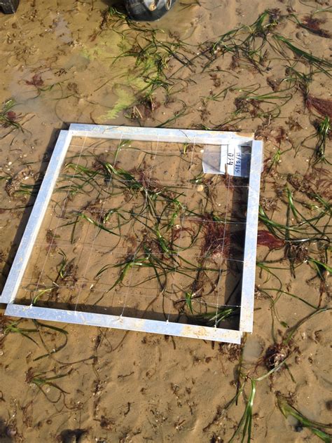 Fieldwork Mapping Sea Grasses And Sediment Sampling For Grain Trend