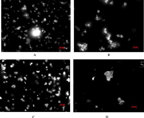 Image Of Polyelectrolyte Microcapsules In Water And 3000 μgml Sds