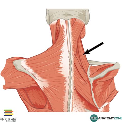 Levator Scapulae Muscular Musculoskeletal AnatomyZone