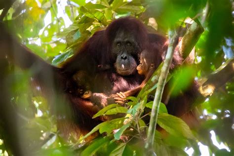 Orangutan Twins Smithsonian Photo Contest Smithsonian Magazine