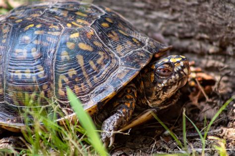 Bog Turtles Glyptemys Muhlenbergii Turtle Times