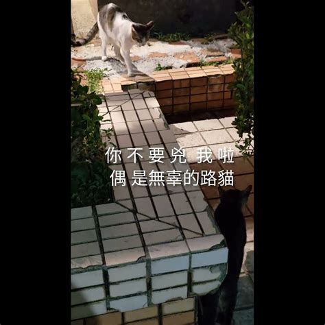 街拍毛小孩8，無辜路過的貓🙀，被虎斑貓 眼神殺 盯 著😾，氣急敗壞的 虎斑貓（未完待序） Youtube