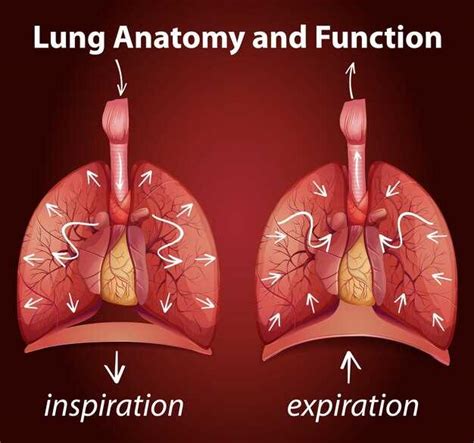 Azithromycin Prophylaxis Lung Transplant
