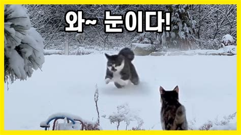 하얀 눈으로 뒤덮힌 눈밭을 뛰어다니는 길고양이들 Youtube