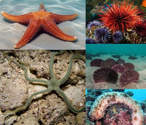 Echinoderms And Chordates