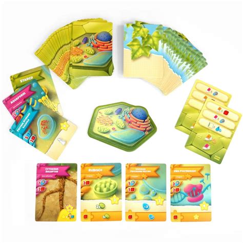 Cellulose Plant Cell