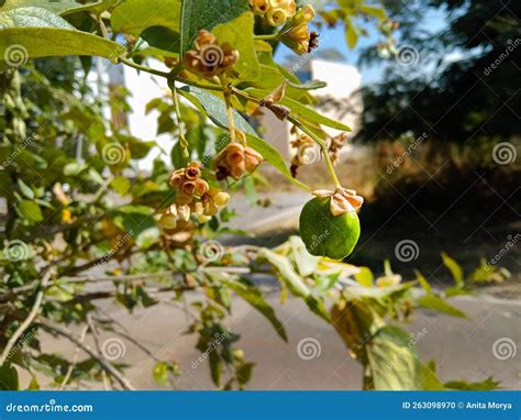 Medicinal Parijat Tree Or Nyctanthes Arbor Tristis Seed Royalty Free