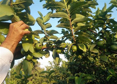 Growing Guava Planting And Harvesting Caring Guide Plants Spark Joy