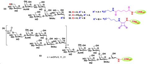 Structures Of A Psii Synthetic Glycoconjugates 50 52 Against