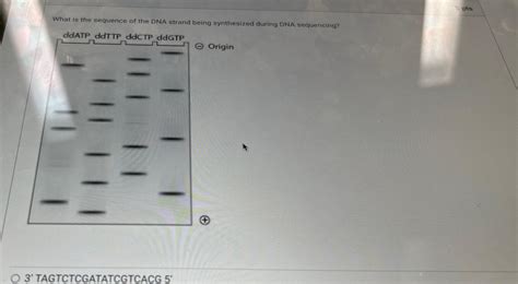 Solved What Is The Sequence Of The DNA Strand Being Chegg