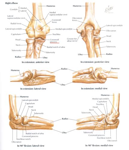 Anterior Forearm Flashcards Quizlet