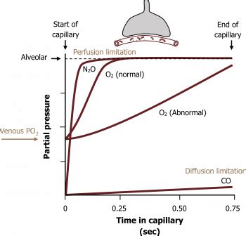 Perfusion And Diffusion Limitations In Gas Exchange Pulmonary Physiology For Pre Clinical Babes